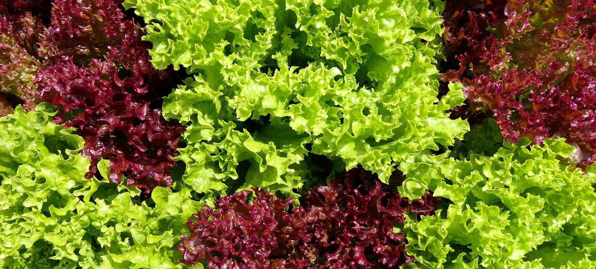 Our Operations - Fresh Direct Produce